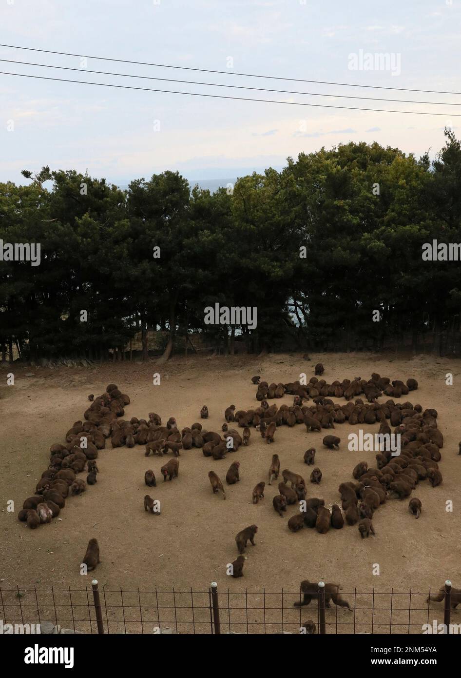 A troop of monkeys spell " Tora" which means Tiger in Enlish at a ...