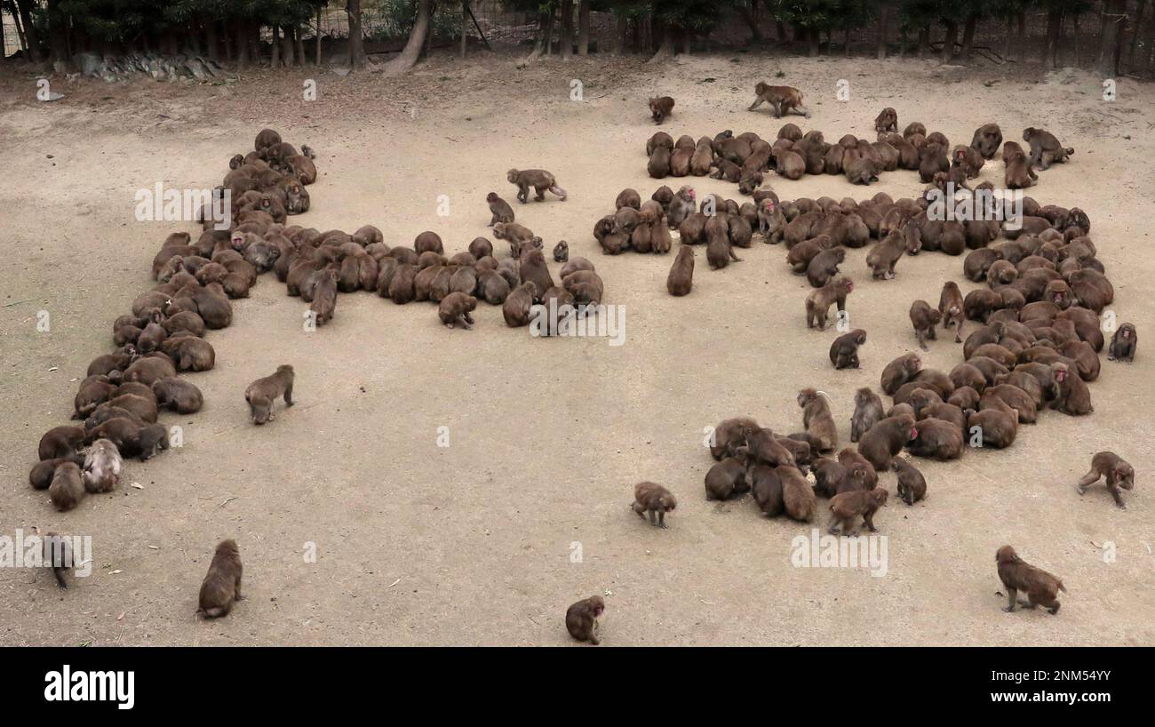 A troop of monkeys spell " Tora" which means Tiger in Enlish at a ...