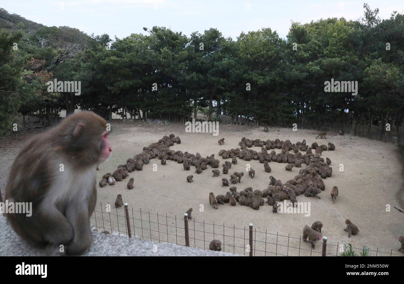 A troop of monkeys spell " Tora" which means Tiger in Enlish at a ...