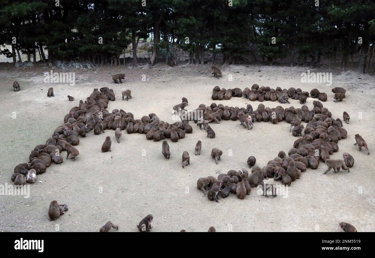 A troop of monkeys spell " Tora" which means Tiger in Enlish at a ...