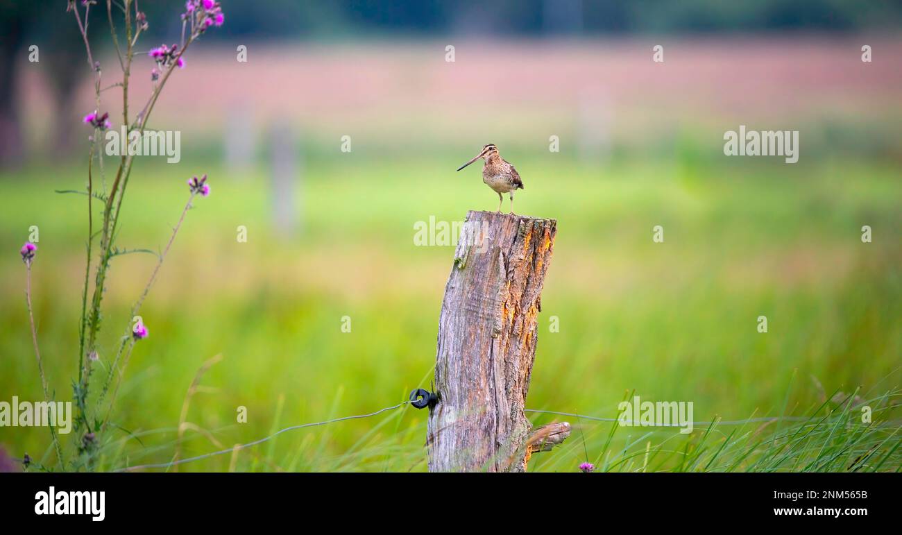 The Common Snipe Gallinago looking for food in the meadow and flies and ...