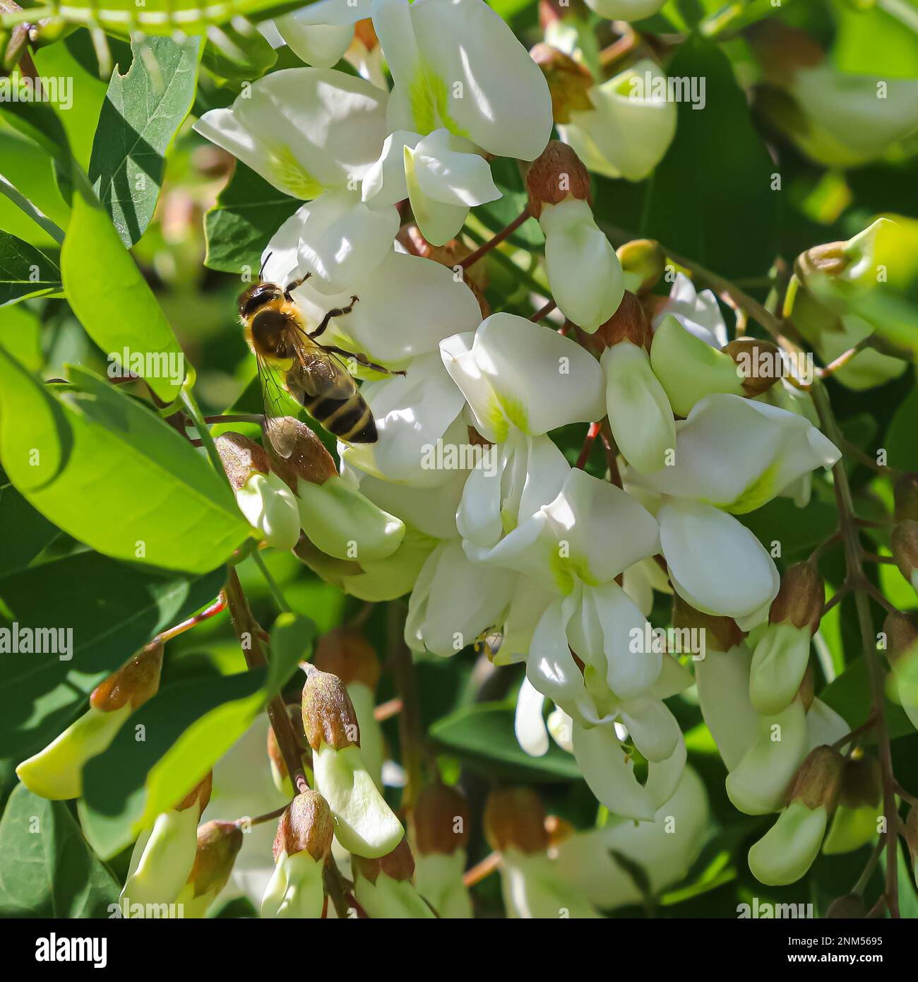 bee on white acacia flowers close up on a green background Stock Photo ...
