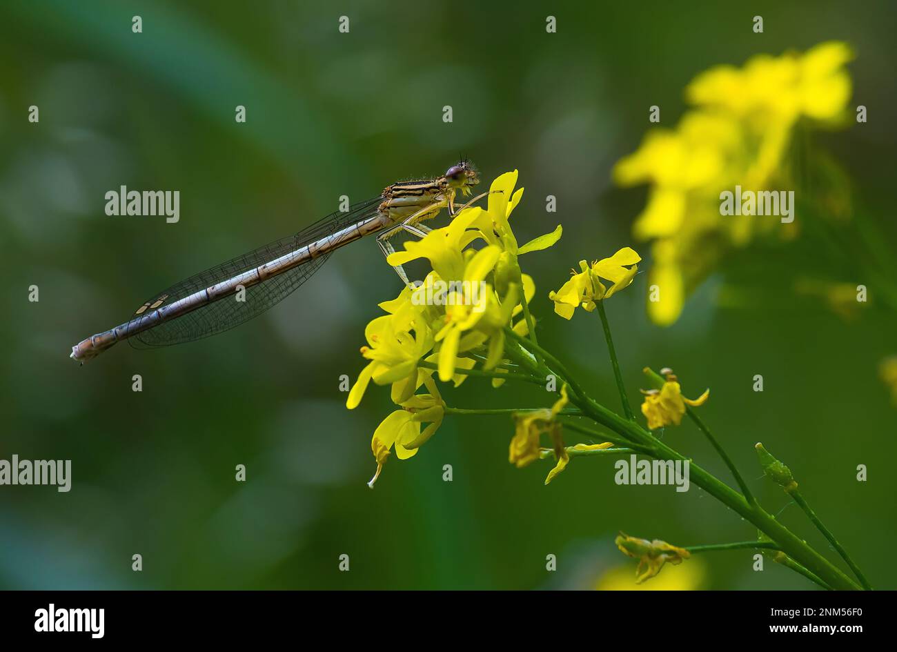 Summer wing hi-res stock photography and images - Alamy