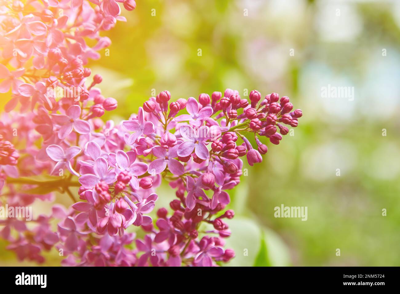 purple lilac shrub blossoms in spring. Beautiful floral nature ...