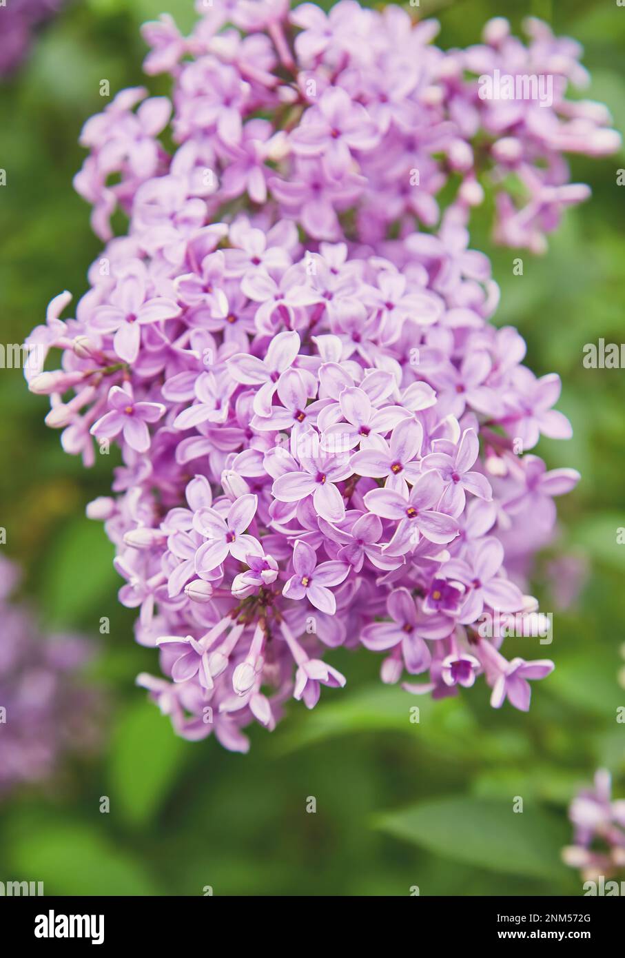 purple lilac shrub blossoms in spring. Beautiful floral nature ...