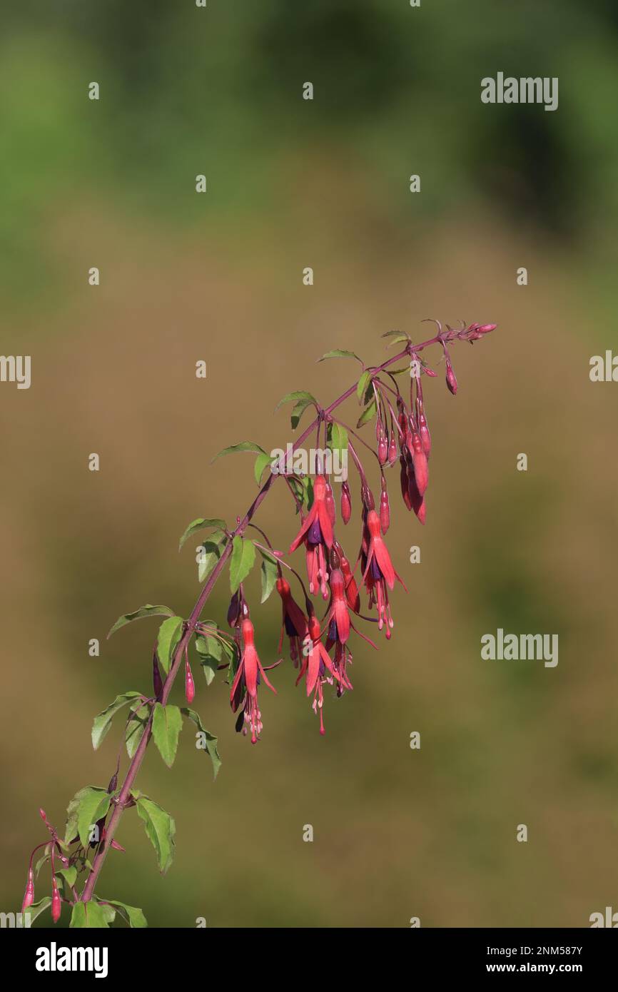 Fuchsia magellanica hi-res stock photography and images - Alamy
