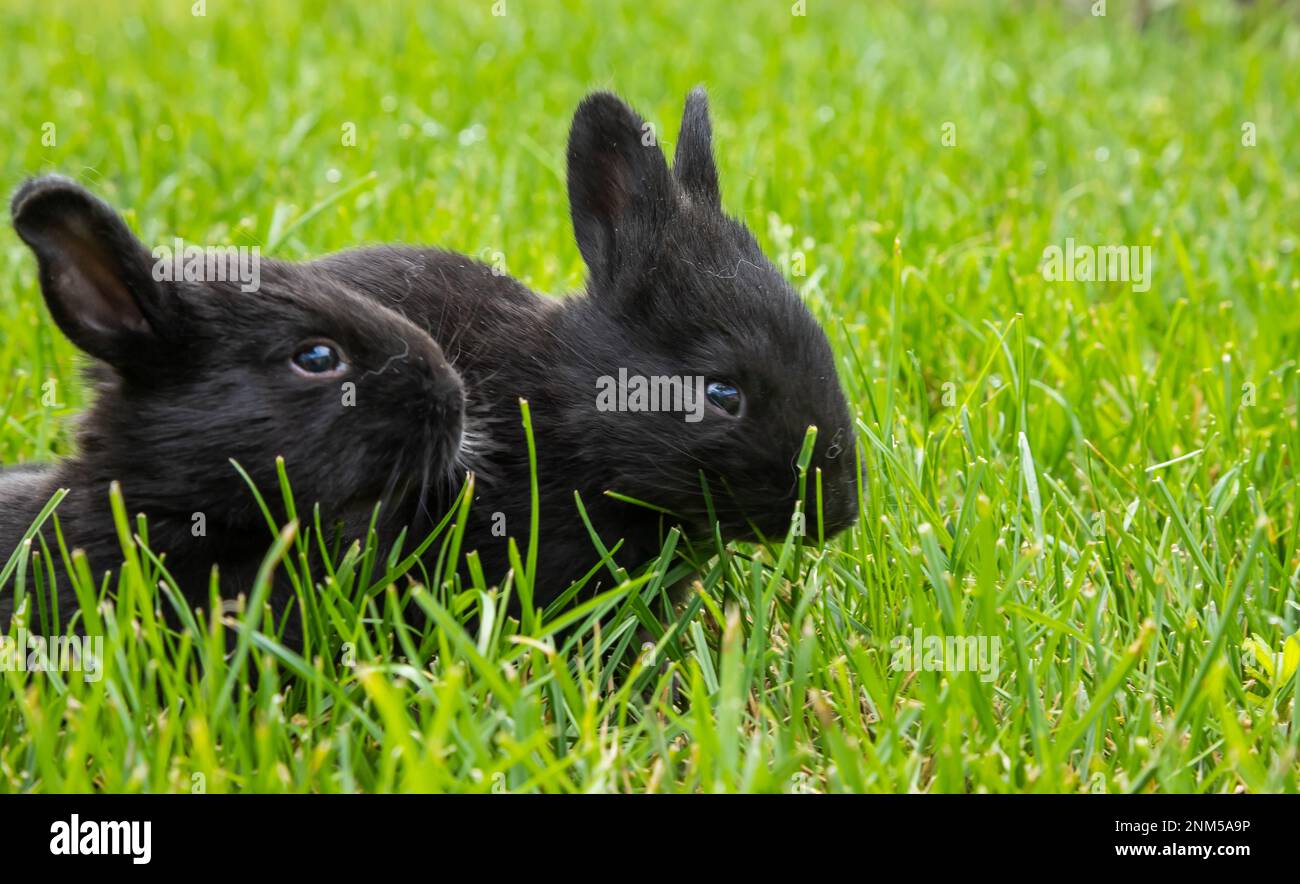 little black rabbits in the green grass Stock Photo - Alamy