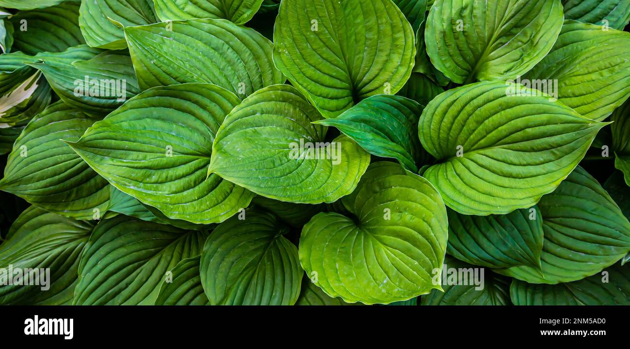Garden texture hi-res stock photography and images - Alamy