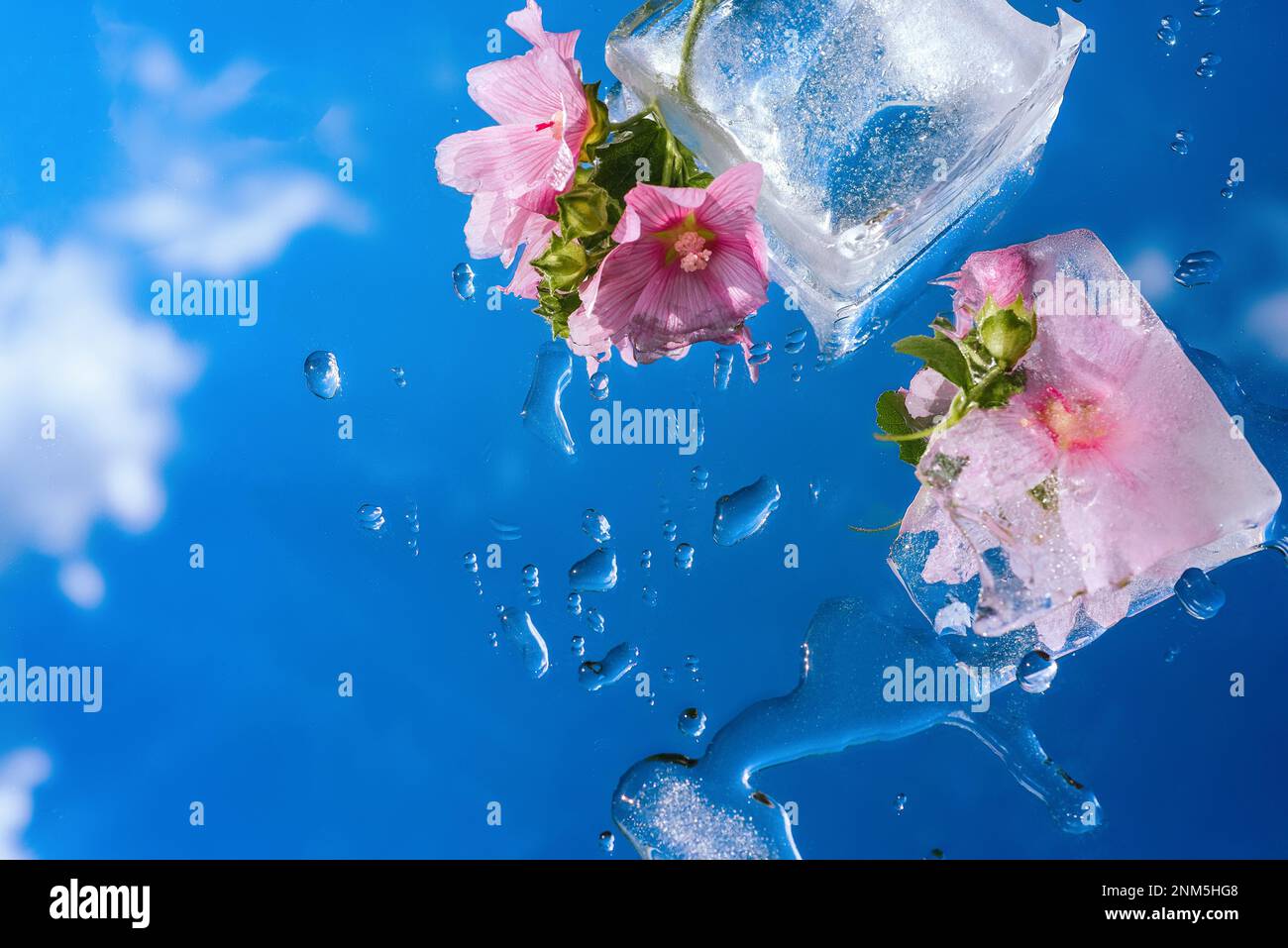 Spring background with thawed purple flowers on a transparent surface ...