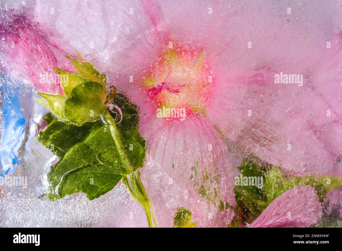 Purple flower frozen in ice, abstract background, bright color ...