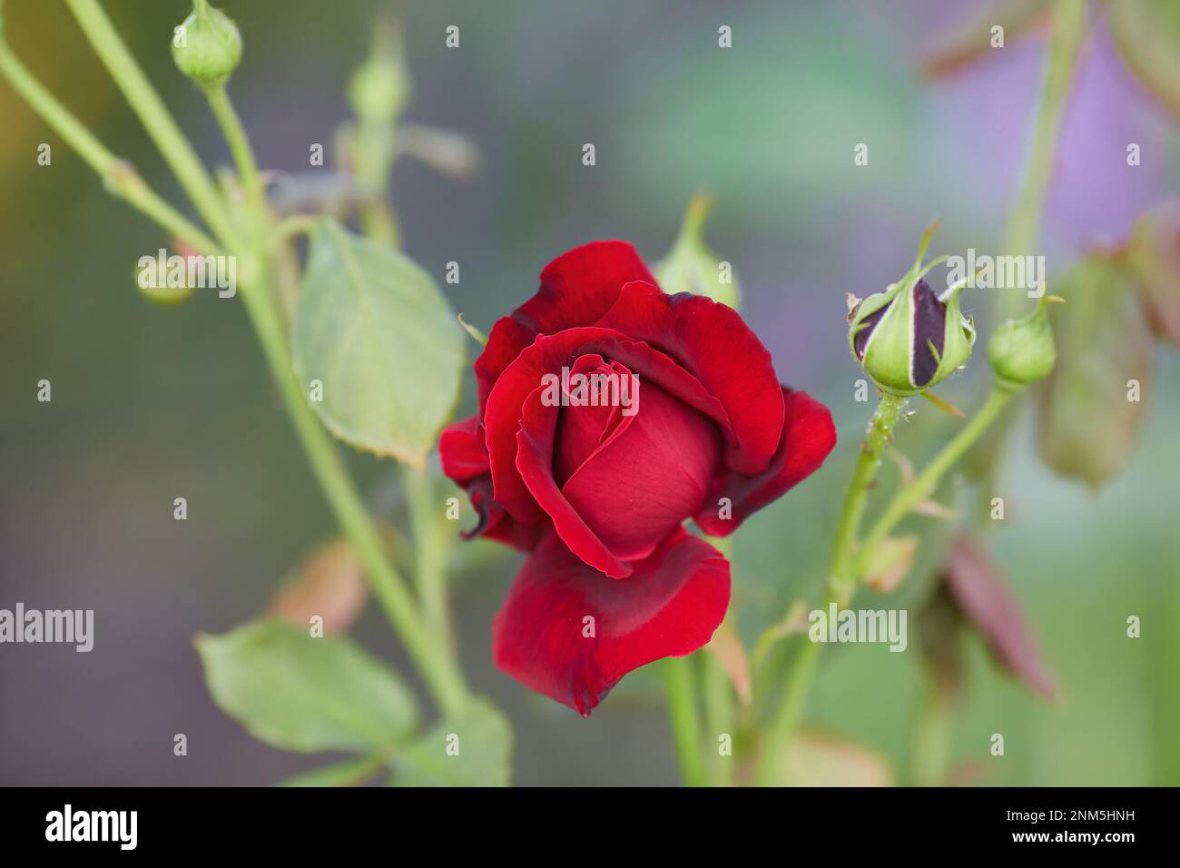 Red roses bloom in the summer in the country garden Stock Photo - Alamy