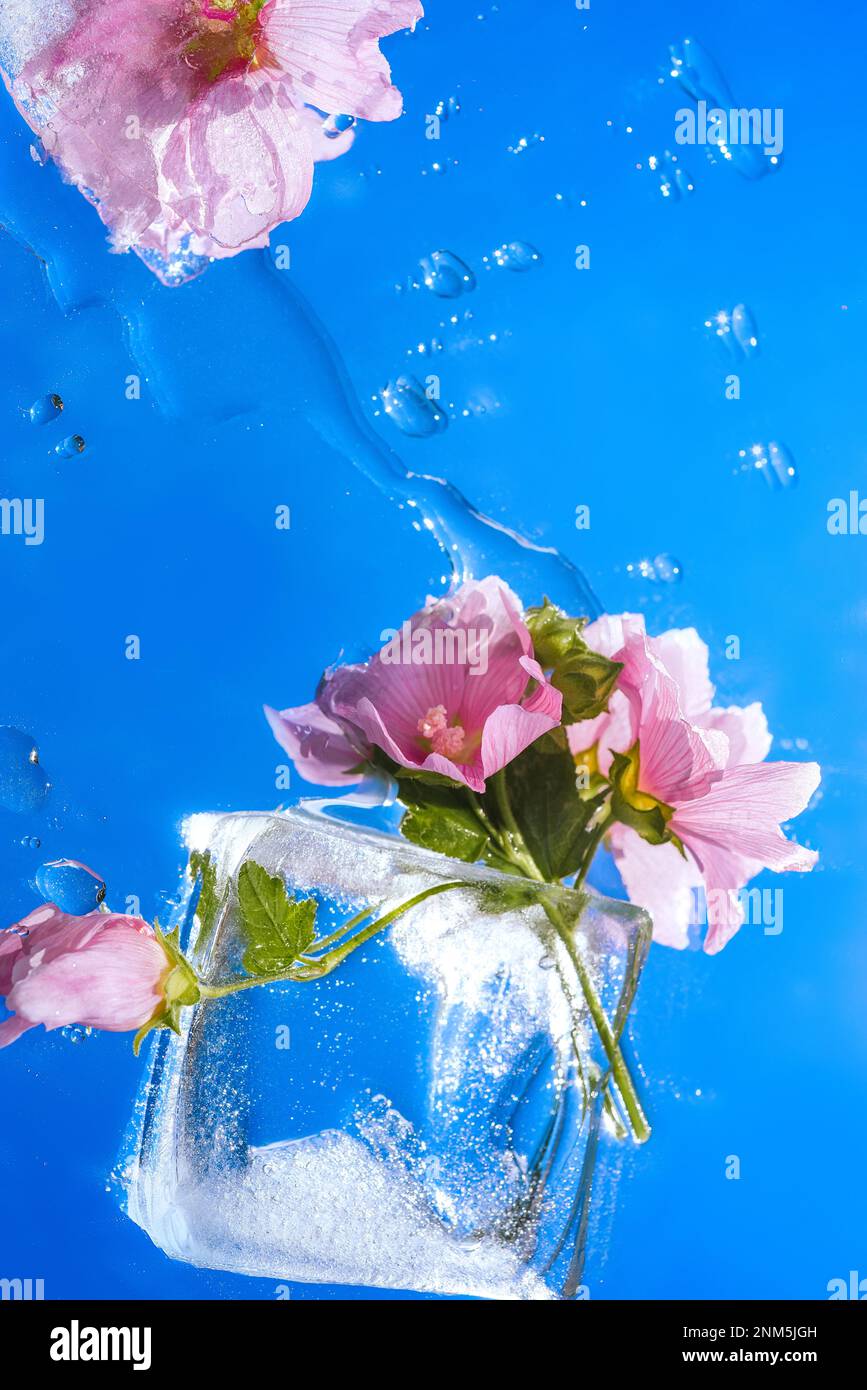 Spring fresh background with bright flowers thawed out of ice. The ...
