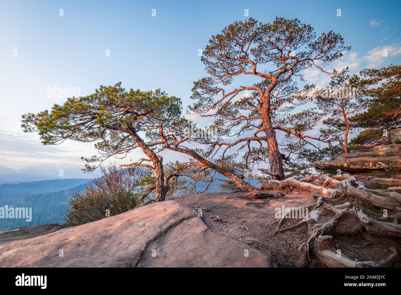 Two pine trees hi-res stock photography and images - Alamy