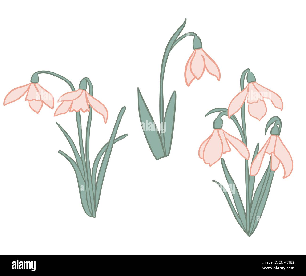 Hand drawn illustration of beige snowdrop galanthus flower with green ...