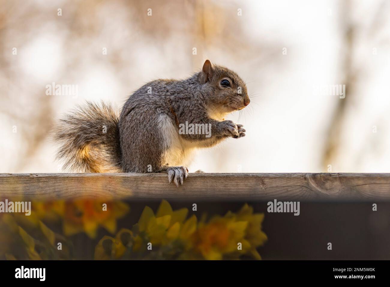 Kelling Heath Holiday Park, North Norfolk, Holt, England UK Stock Photo ...