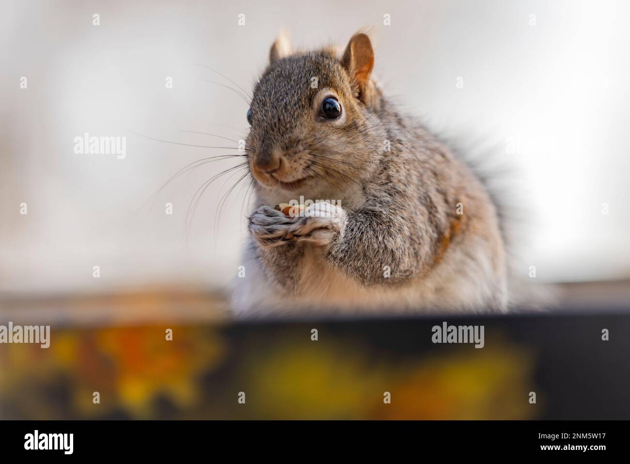 Kelling Heath Holiday Park, North Norfolk, Holt, England UK Stock Photo ...