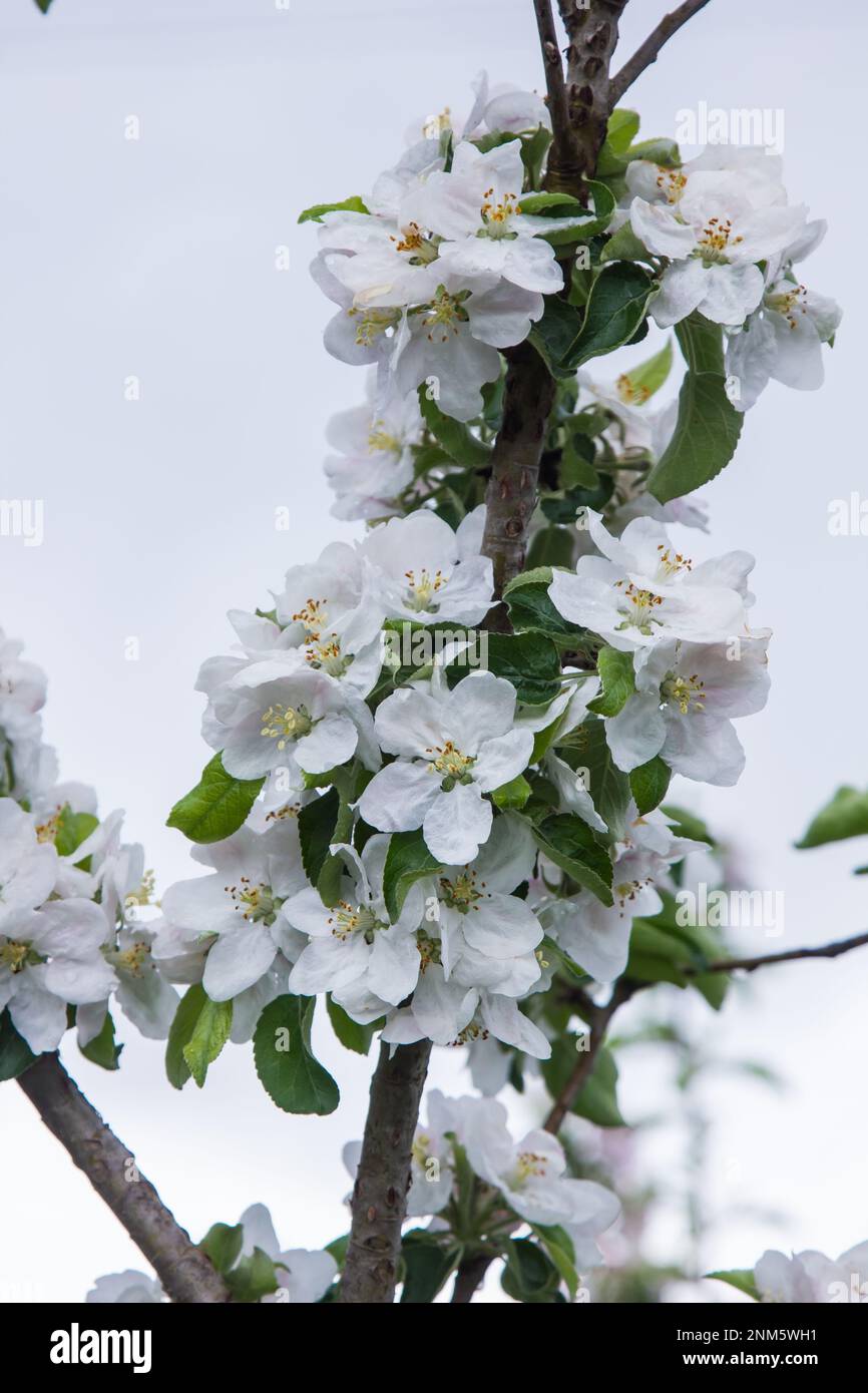 apple tree blooms in spring, the garden will bear fruit Stock Photo - Alamy