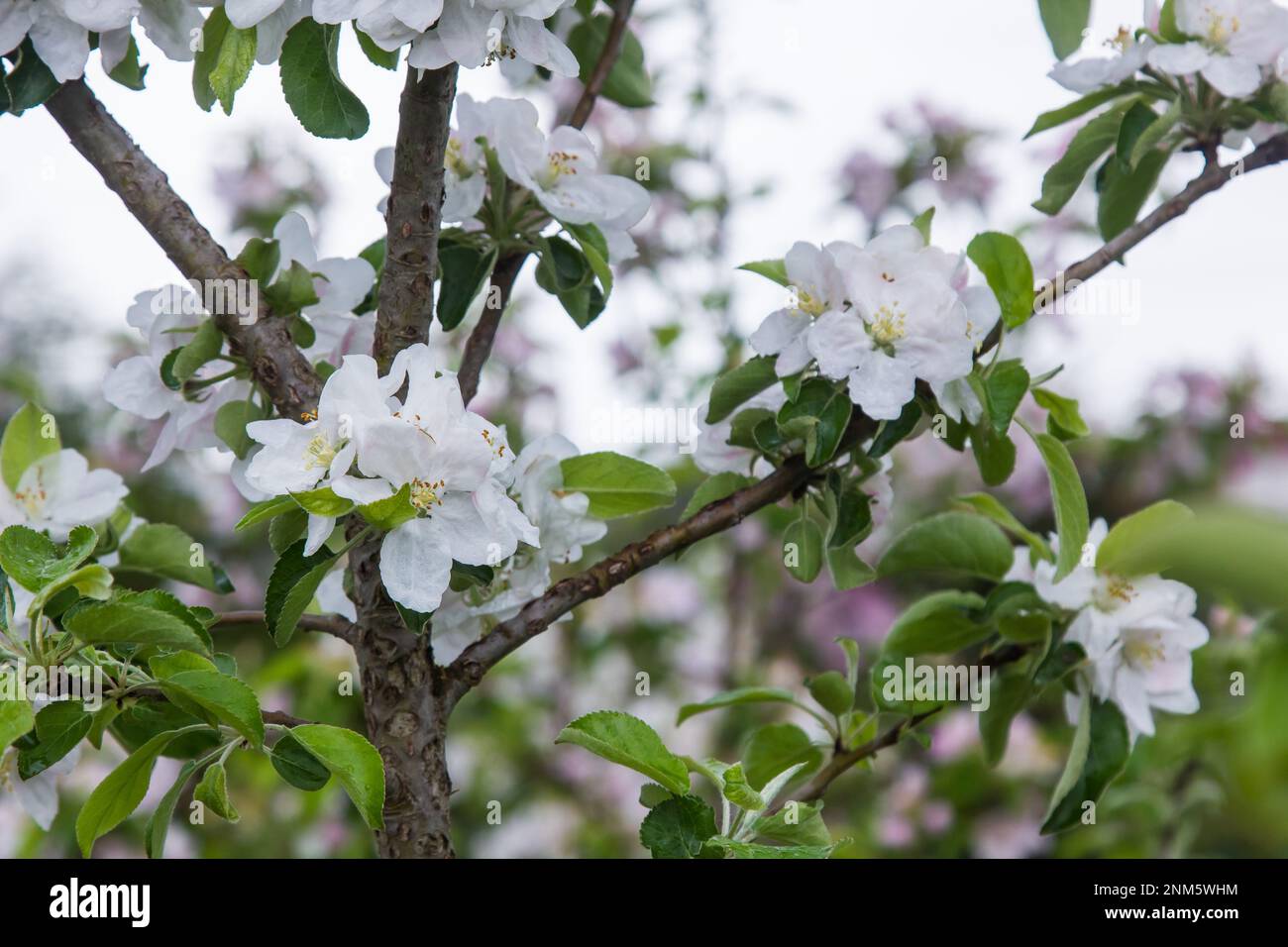 apple tree blooms in spring, the garden will bear fruit Stock Photo - Alamy