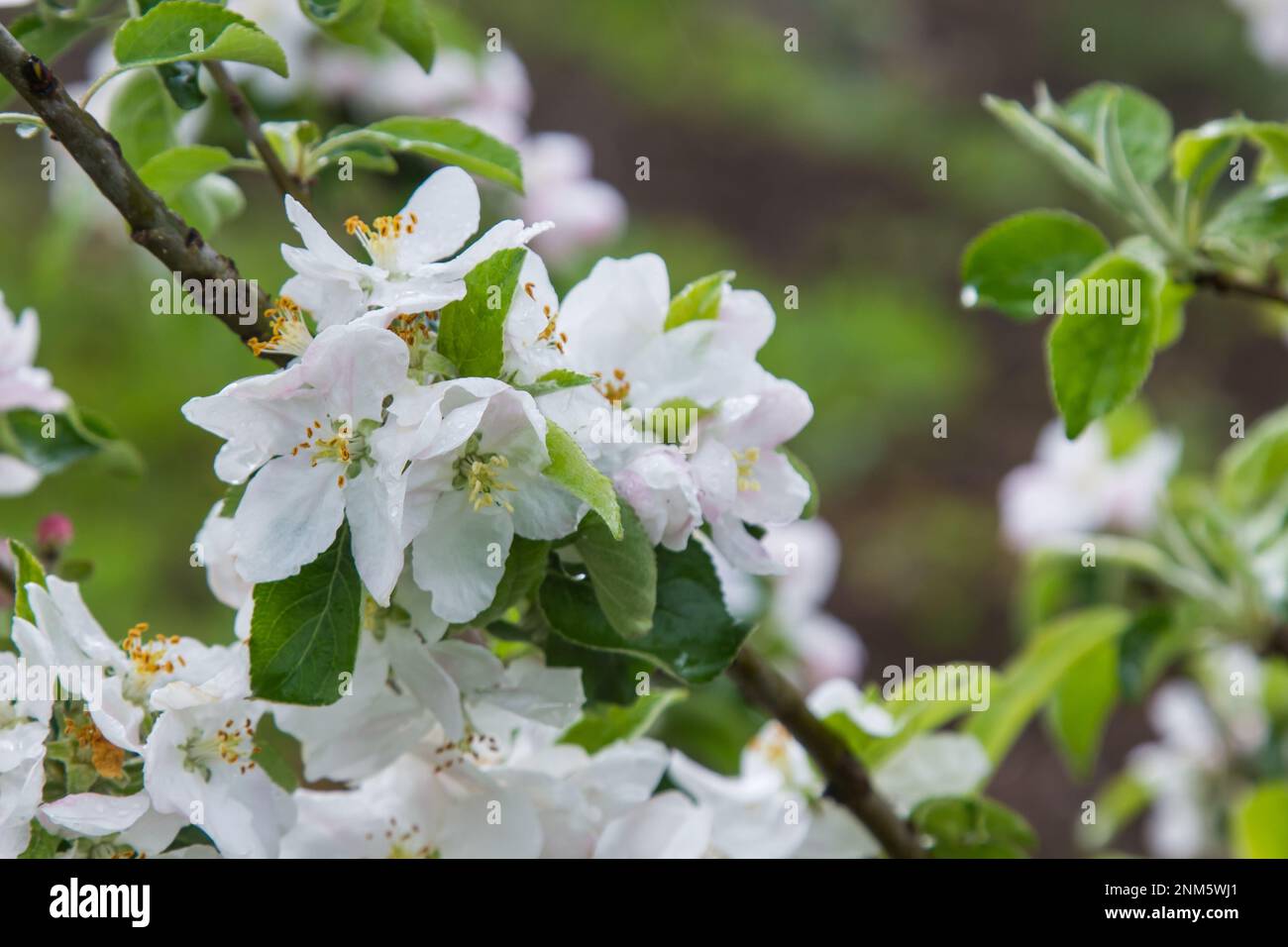 apple tree blooms in spring, the garden will bear fruit Stock Photo - Alamy