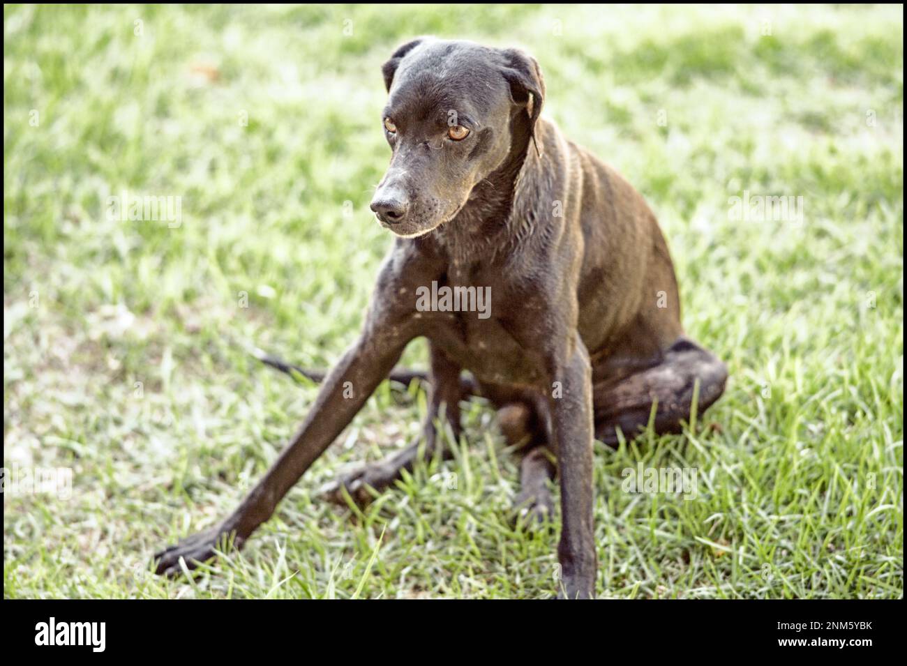 Stray brown dog hi-res stock photography and images - Alamy