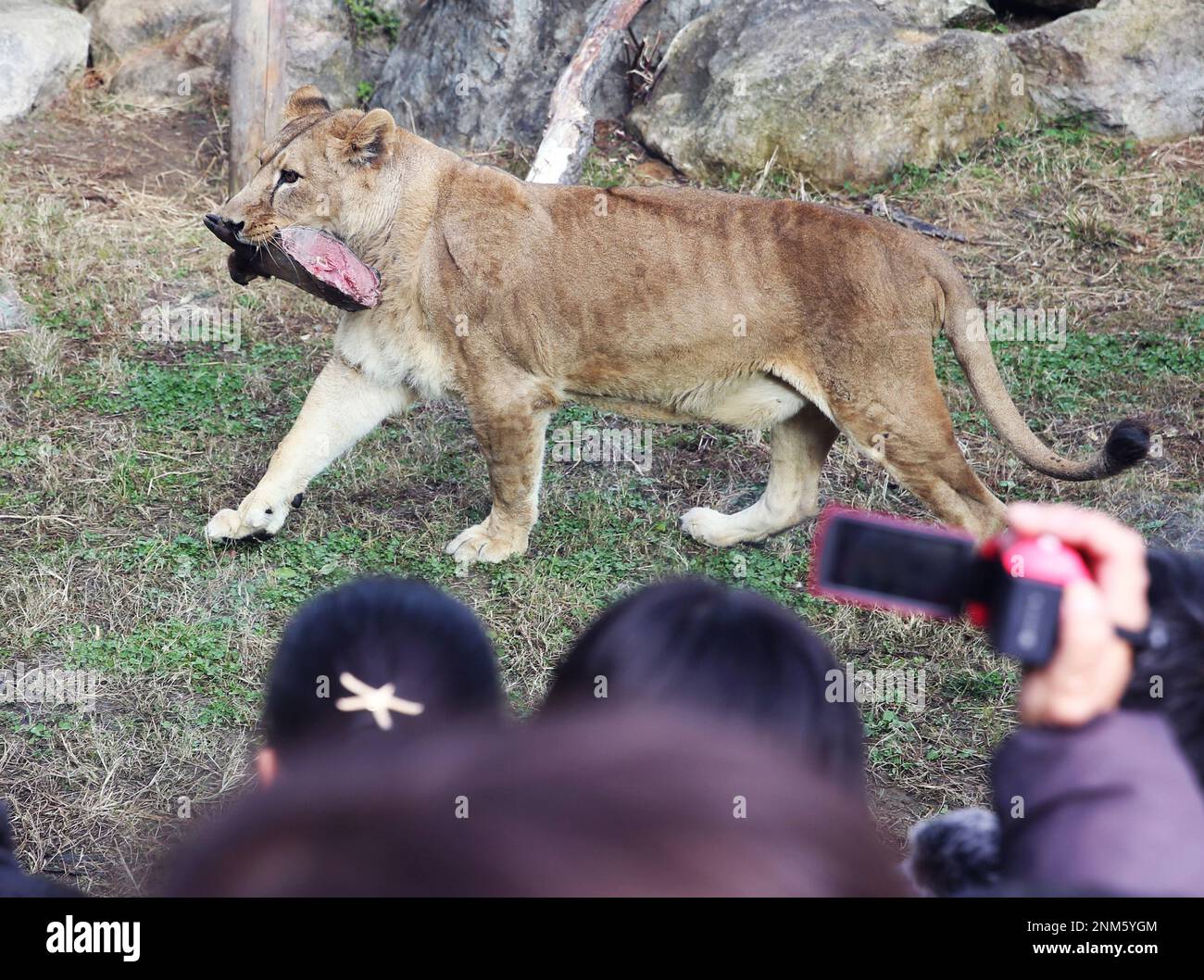 Lion Eating Deer