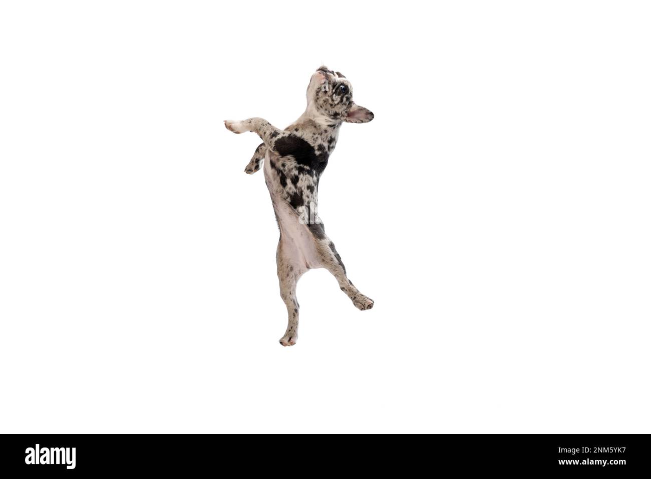 Playful active dog. Studio image of French bulldog in spotted color ...