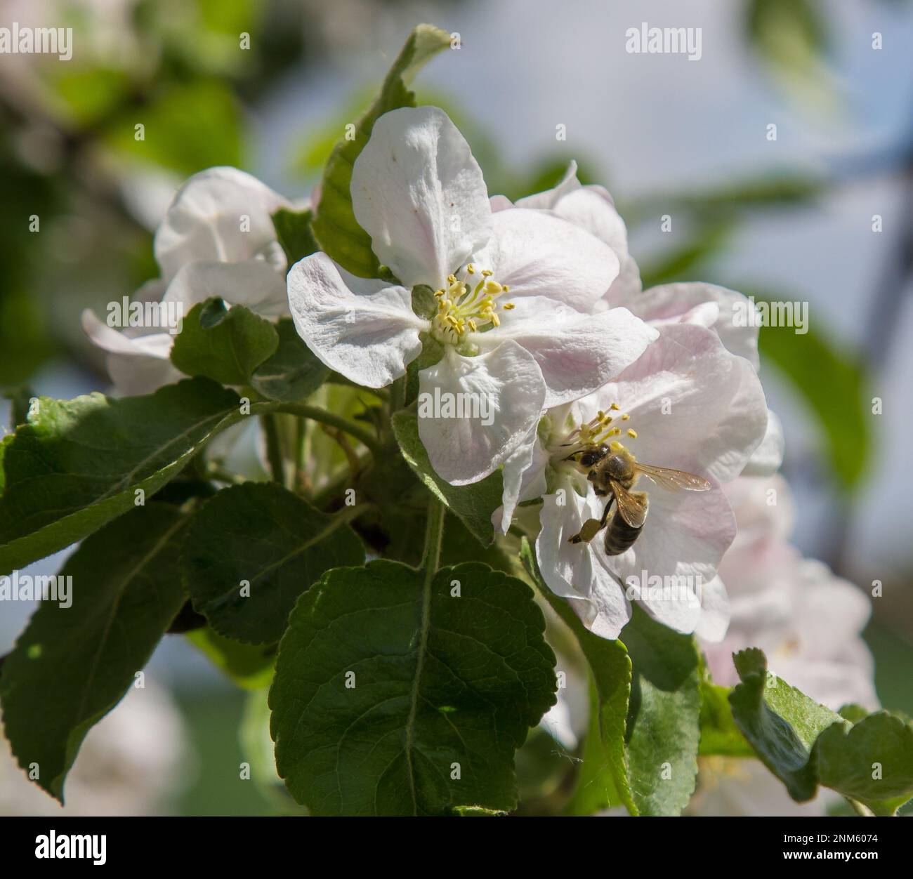 apple tree blooms in the garden. bees collect nectar and pollen Stock ...