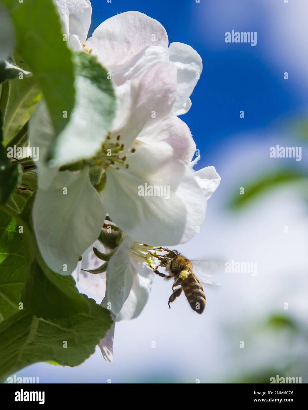 apple tree blooms in the garden. bees collect nectar and pollen Stock ...
