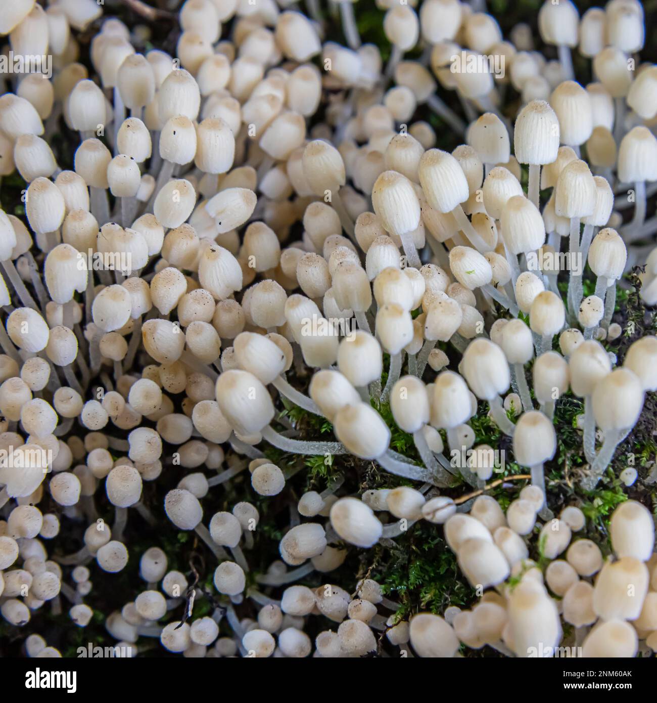 mushroom in the natural environment in the forest Stock Photo - Alamy
