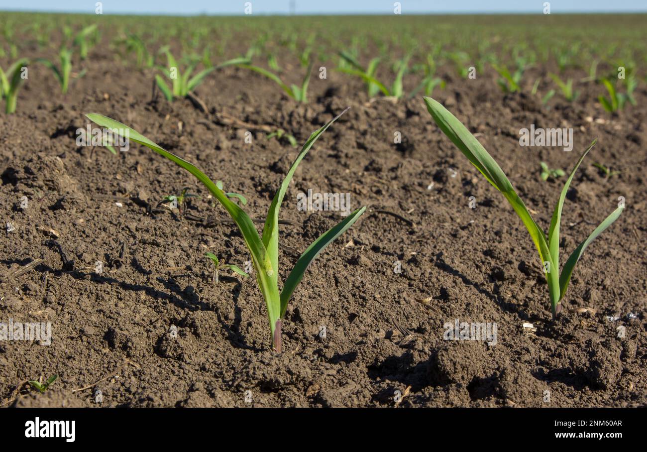 field with corn in spring. Parposts of plants began to grow in a ...