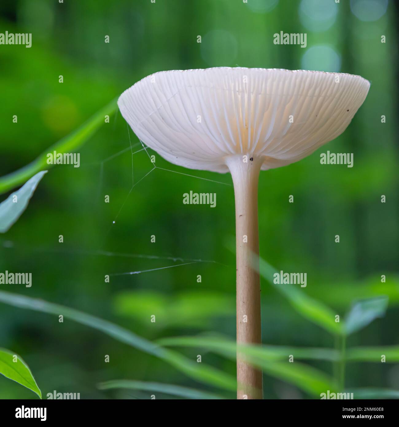 mushroom in the natural environment in the forest Stock Photo - Alamy