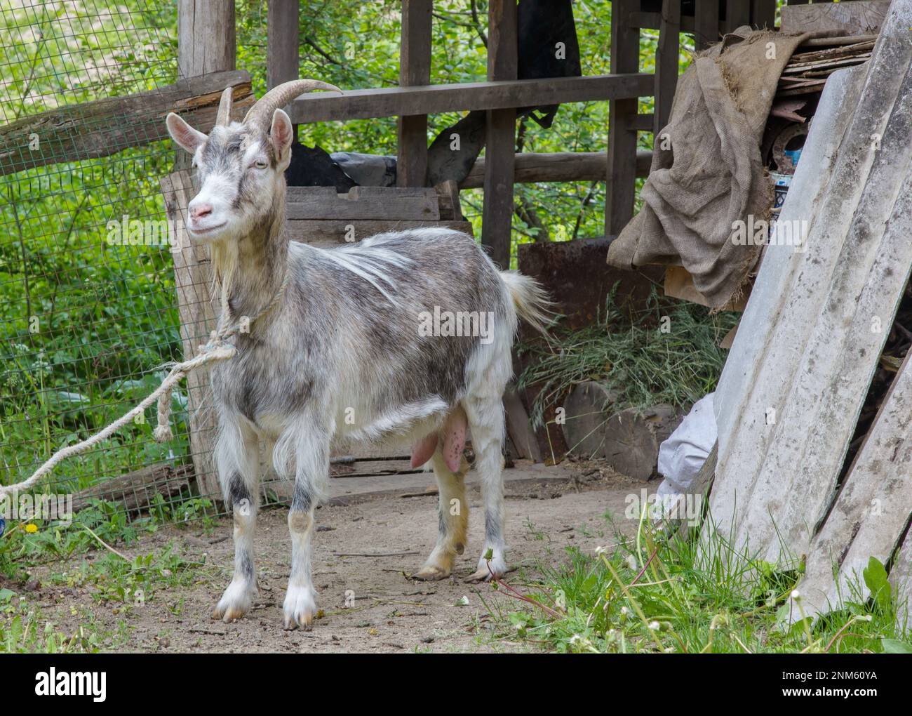 goat in a rural yard summer day close up Stock Photo - Alamy