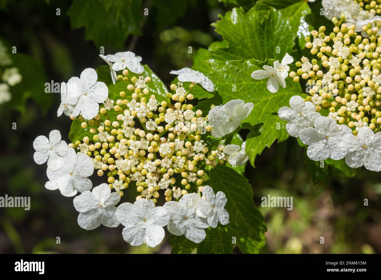 Viburnum flower with green leaves on sky background in sunny weather ...