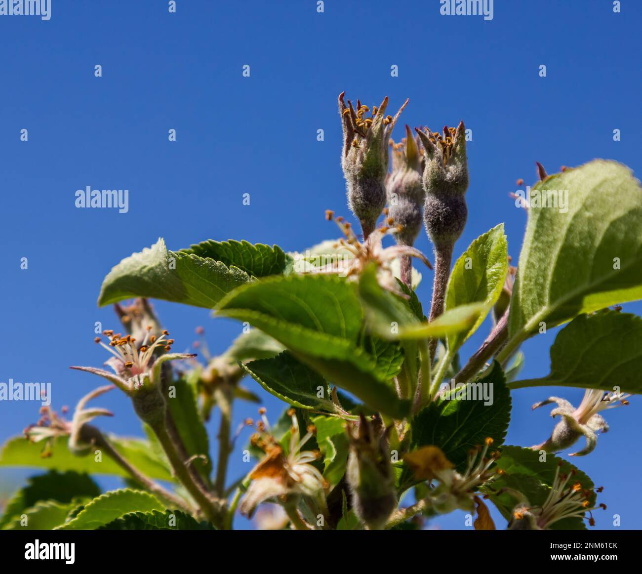 the apple tree has faded. In place of flowers appeared unripe apples ...
