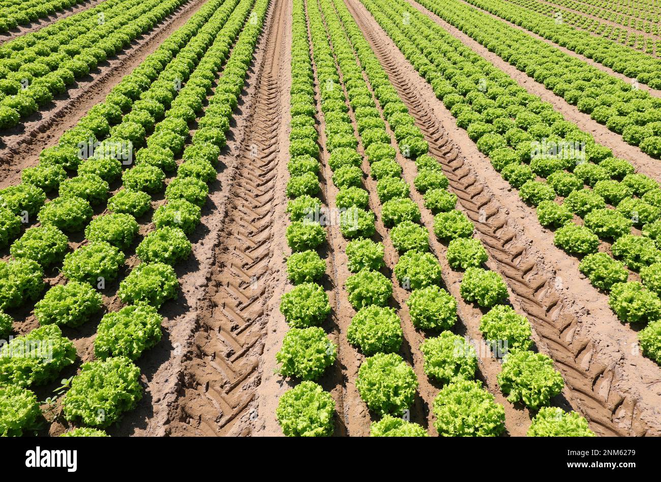 green lettuce of the cultivated field in summer with fertile sandy soil ...
