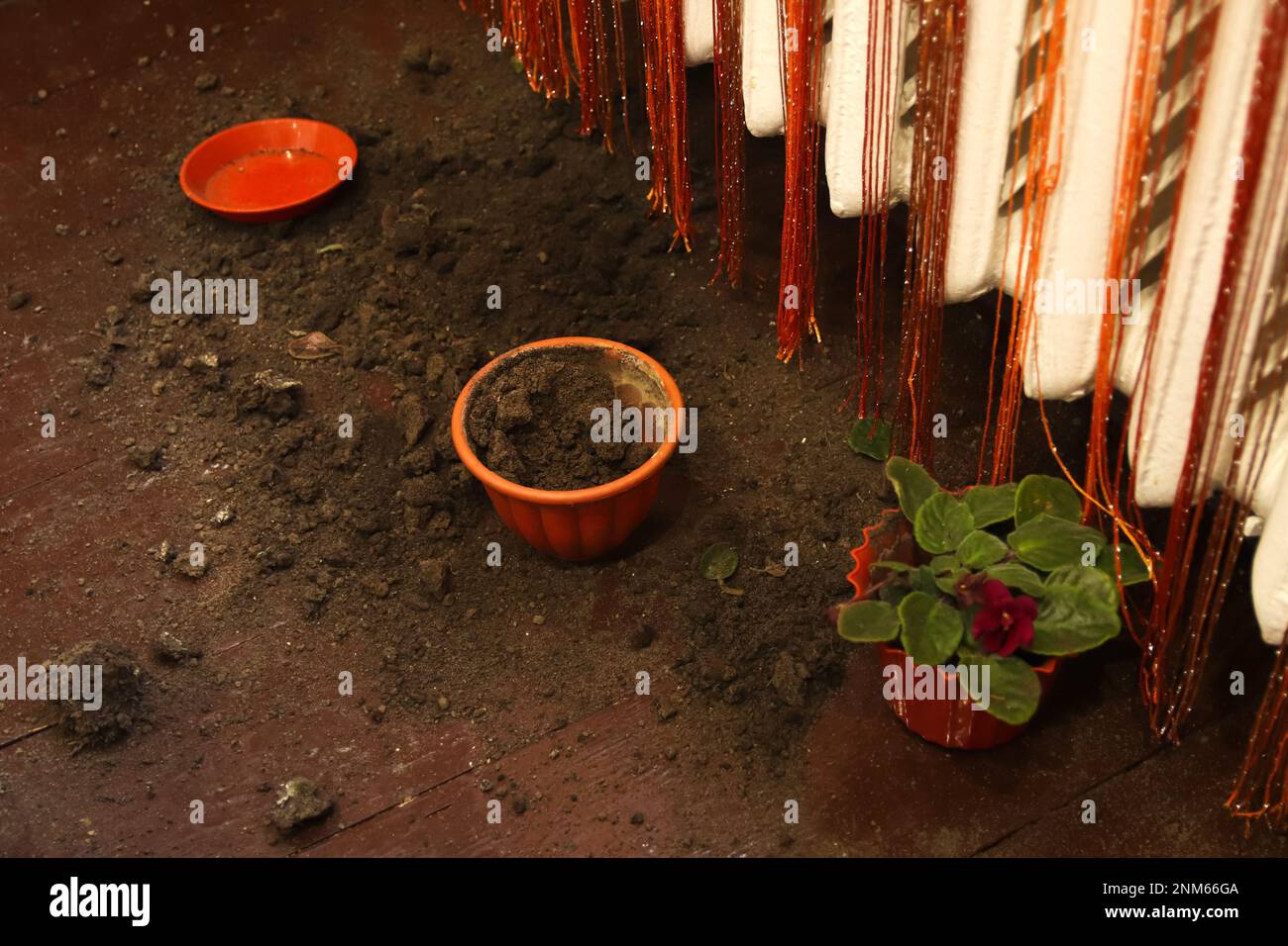 Broken flower pot, damaged houseplant. A mischievous cat has caused ...