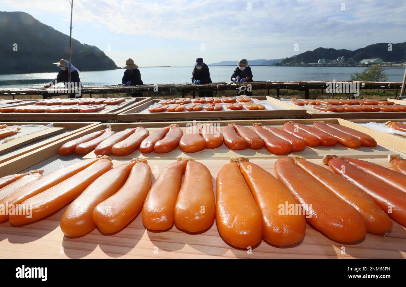Production of karasumi, a delicacy made by salting mullet roe and ...