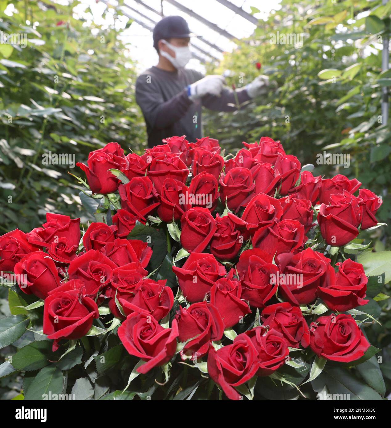 A flower farmer harvests red roses in a greenhouse in Toyokawa, Aichi ...