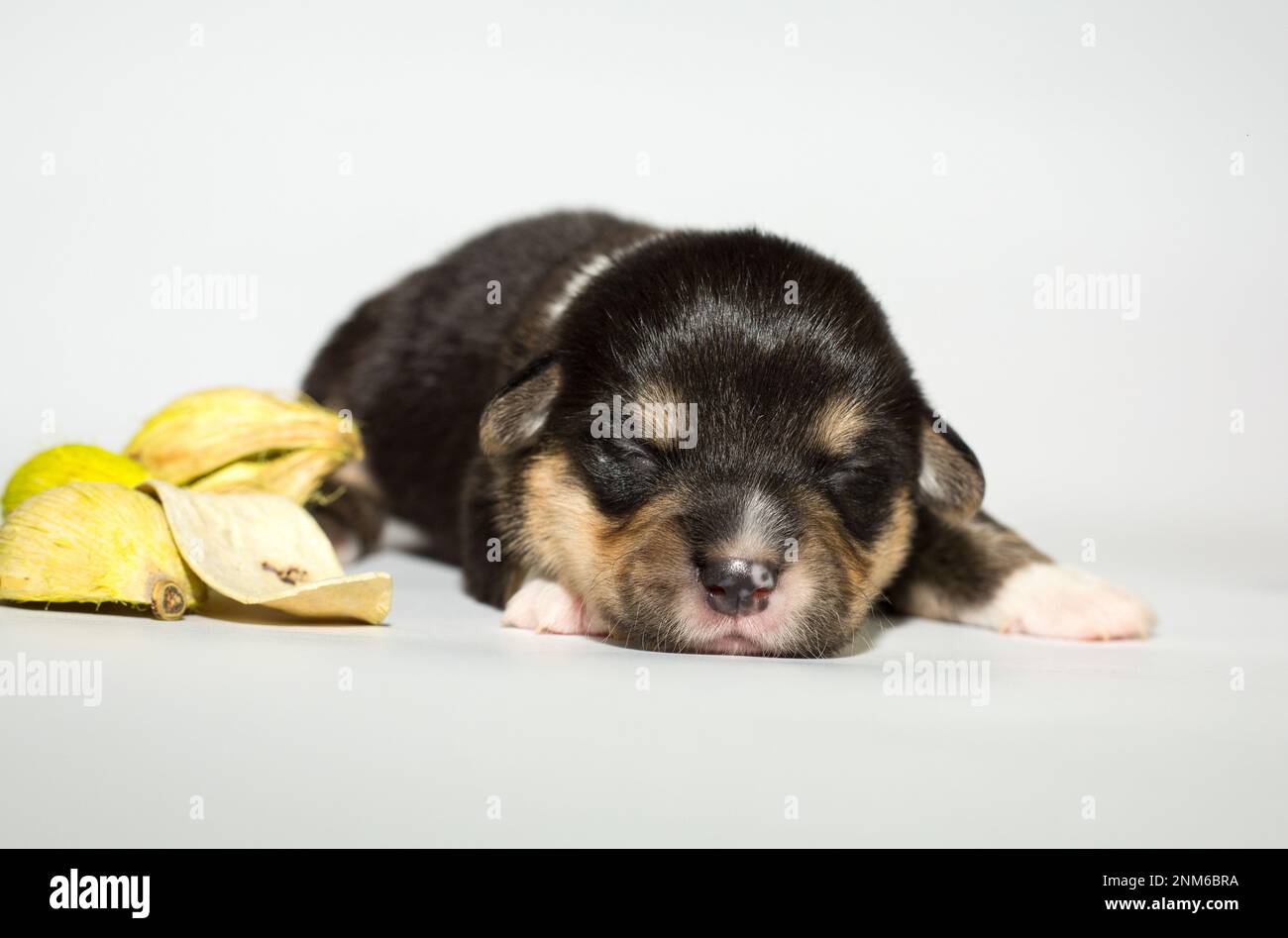 Ten days old excellent puppies of the Welsh Corgi Pembroke; is isolated ...