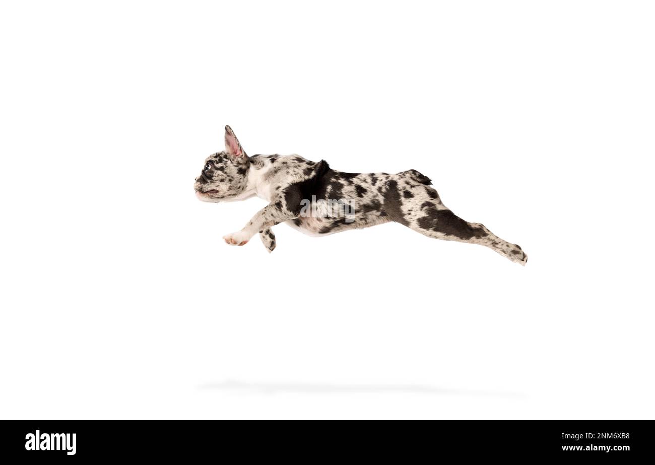 Running, flying. Active dog. Studio image of purebred French bulldog in ...