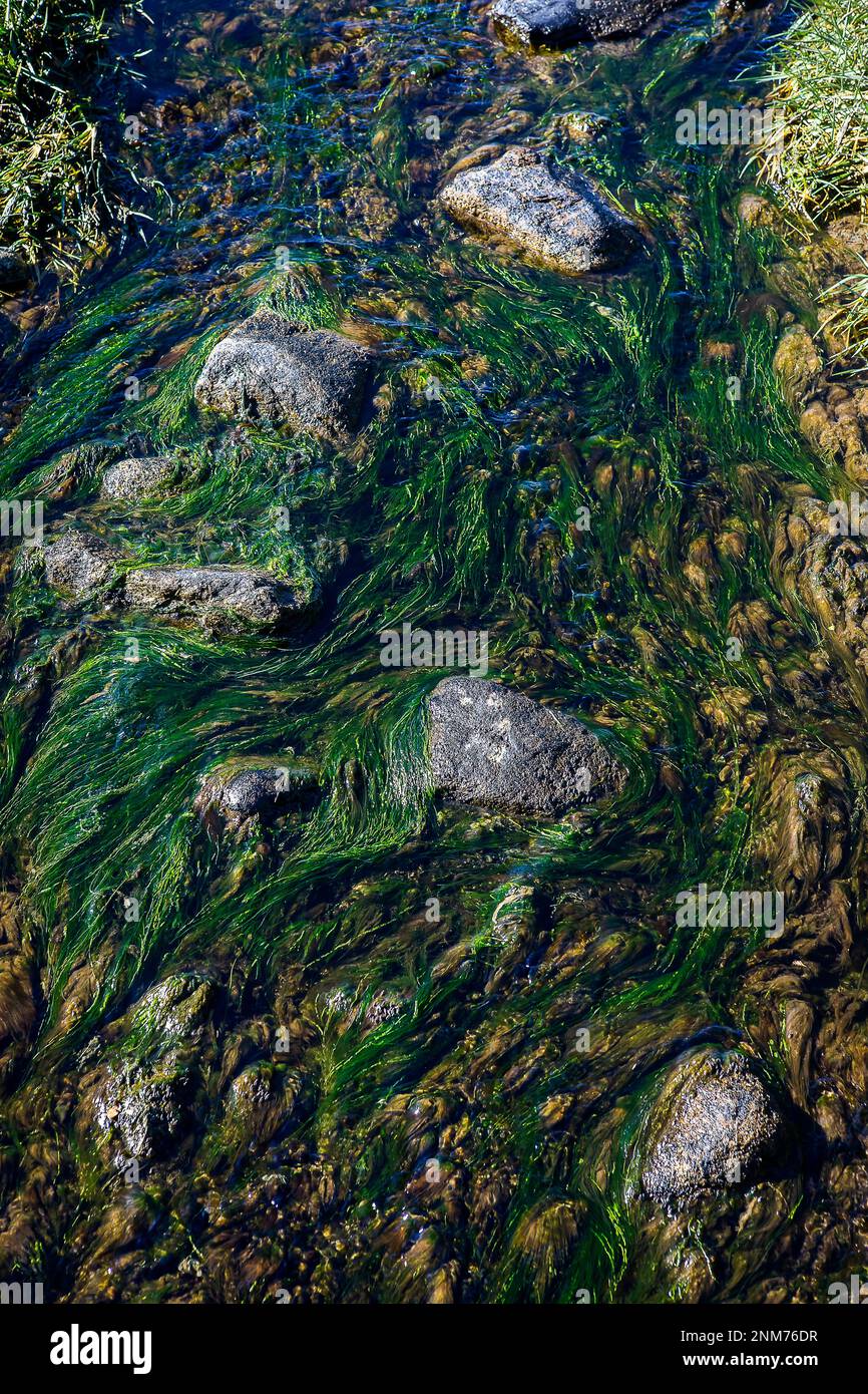 Detail of river, Subantarctic Forest, interior of Ainsworth Bay, PN ...