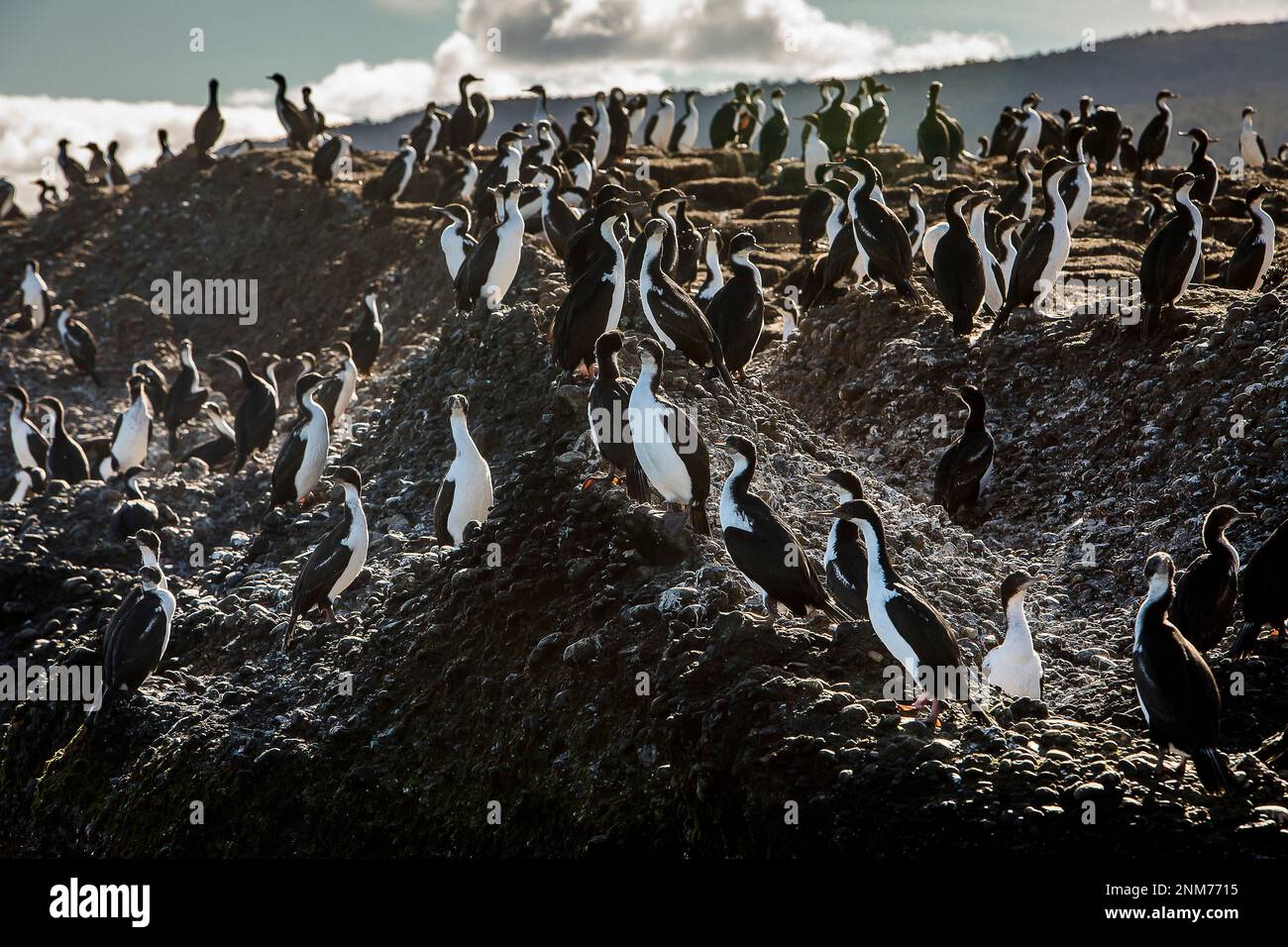 Imperial cormorant (Phalacrocorax atriceps), Tuckers Islets, Whiteside ...