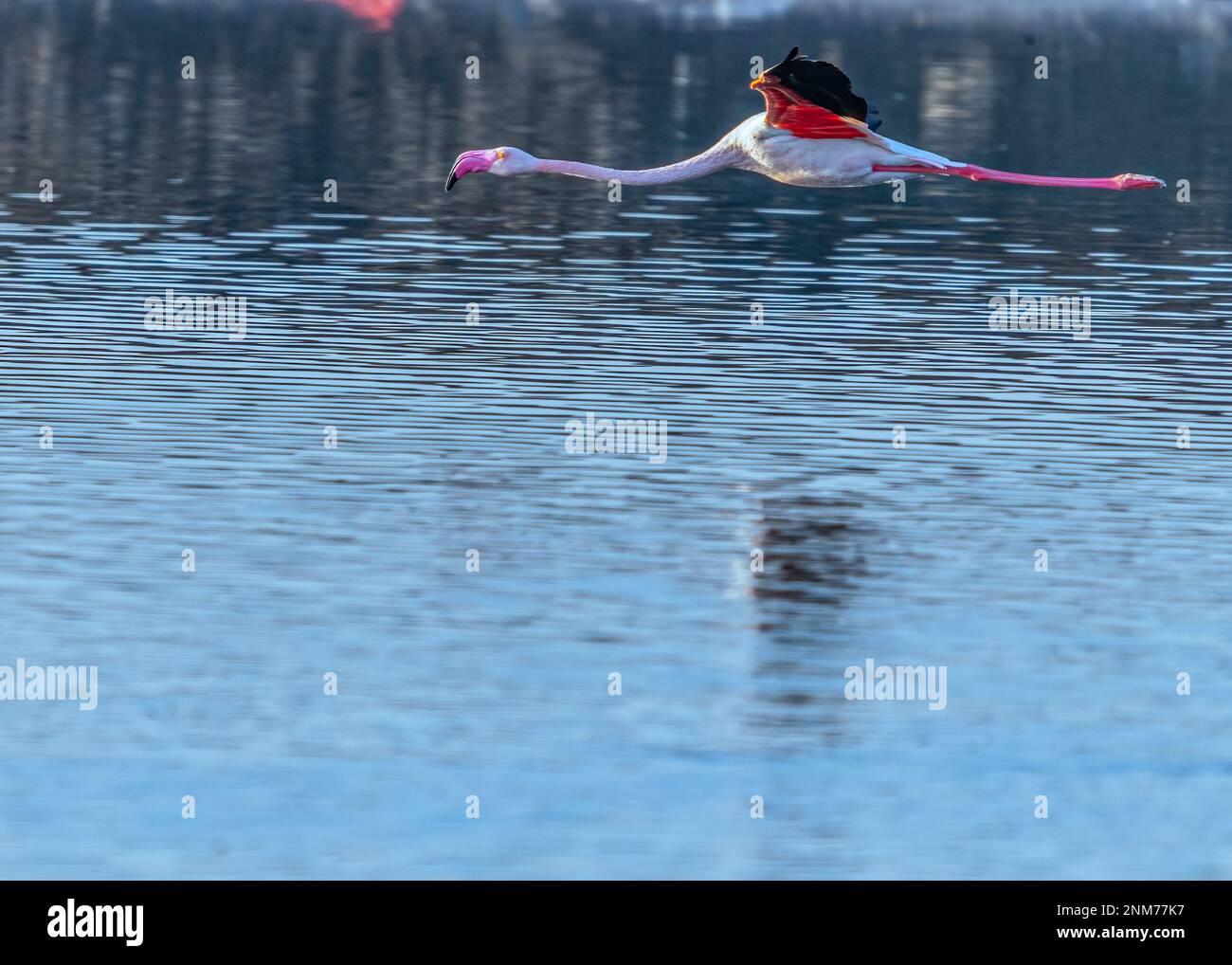 A Flamingo in flight with horizontal wings Stock Photo - Alamy