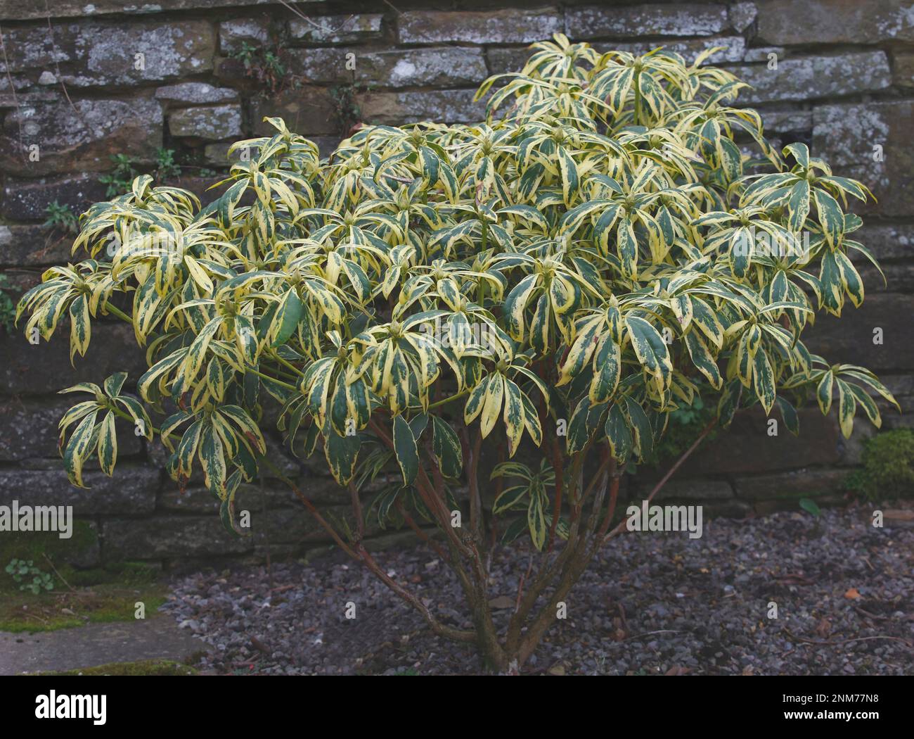 Closeup of the evergreen garden shrub with yellow an green variegated ...
