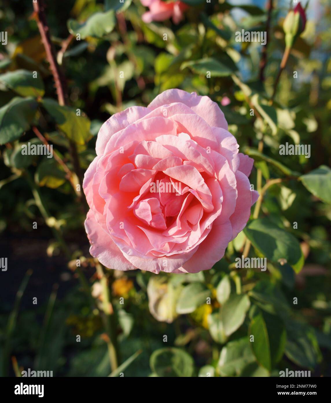 One Hybrid Tea pale pink rose flower Stock Photo - Alamy