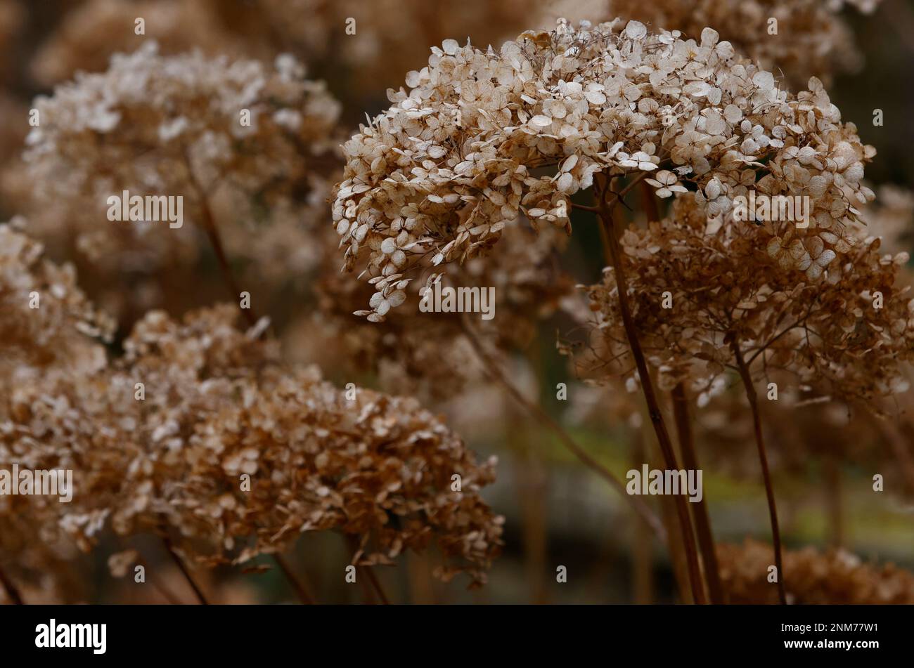 Closeup of the dried flower head of the garden shrub hydrangea ...
