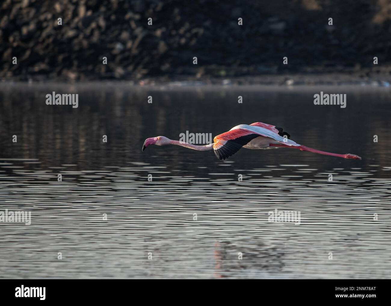 A flamingo in flight with wings at 180 Stock Photo - Alamy