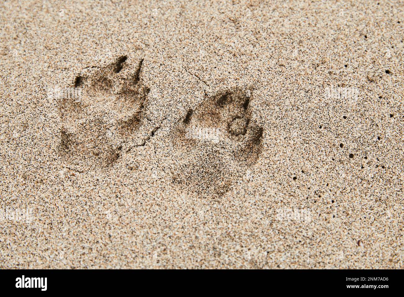close-up of dog paw prints in the sand of a beach on Hawaii Stock Photo - Alamy