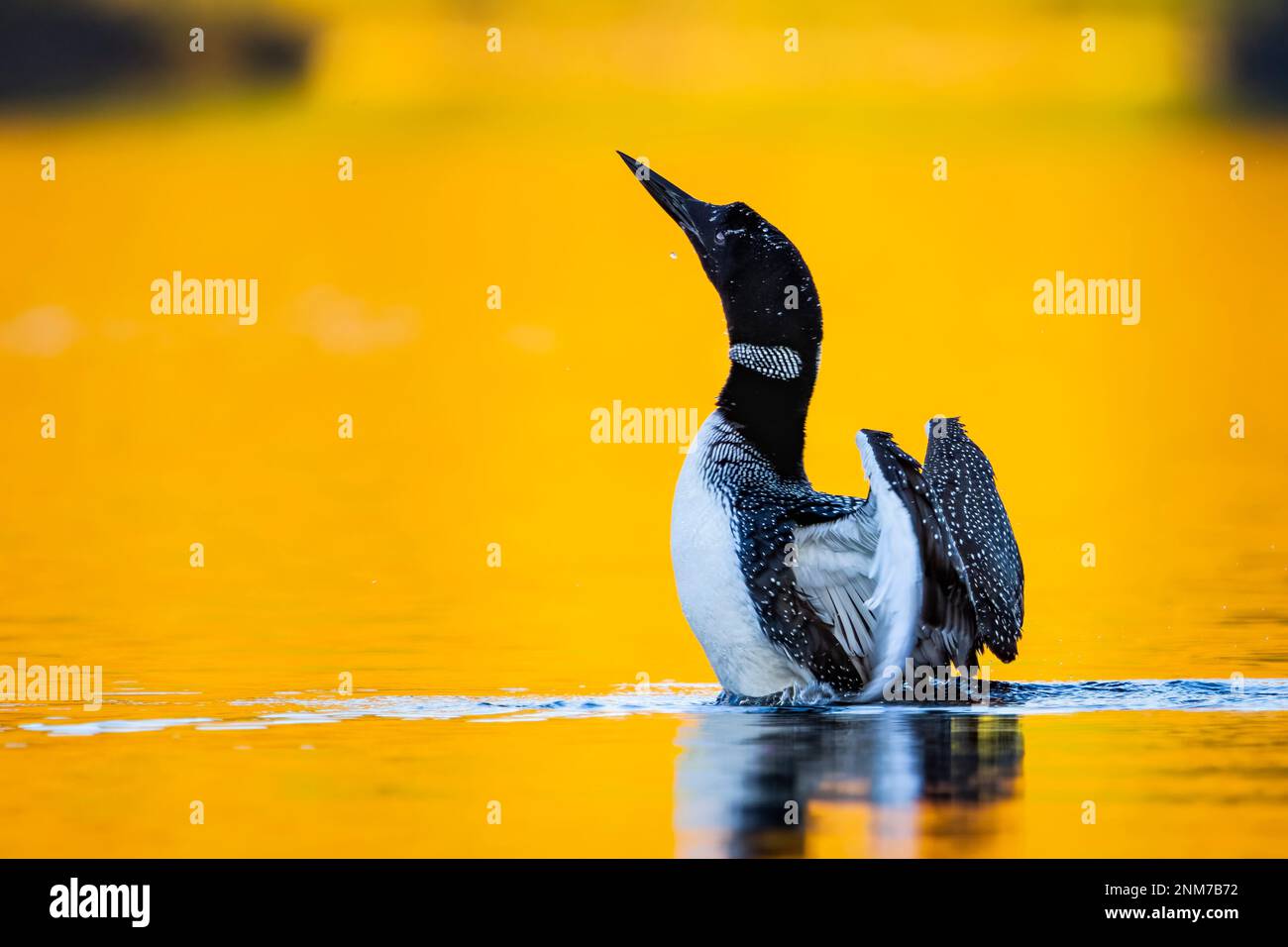 Common Loon stretching its wings at the surface of a lake at sunset ...