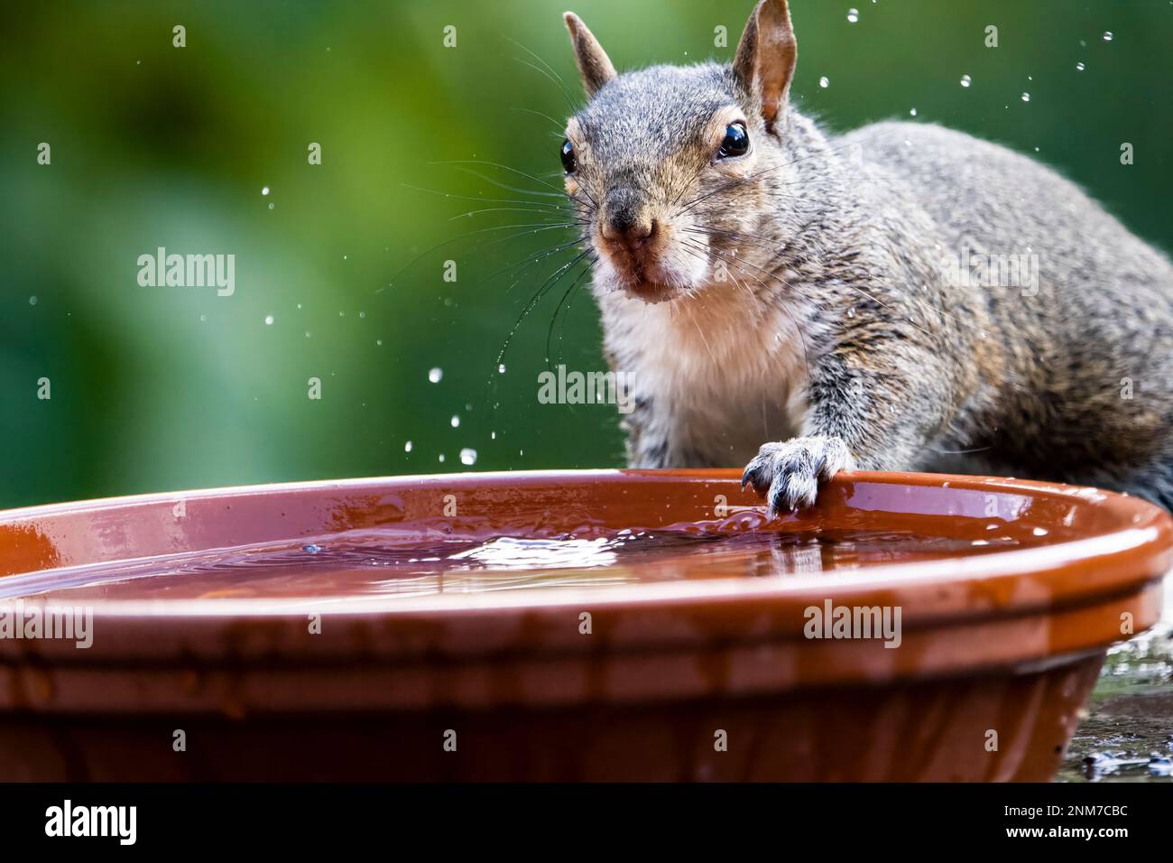 Thirsty eastern gray squirrel drinking from a bird water bath during a ...